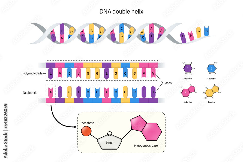 Structure of DNA double helix. Nucleotide and Polynucleotide. Thymine ...