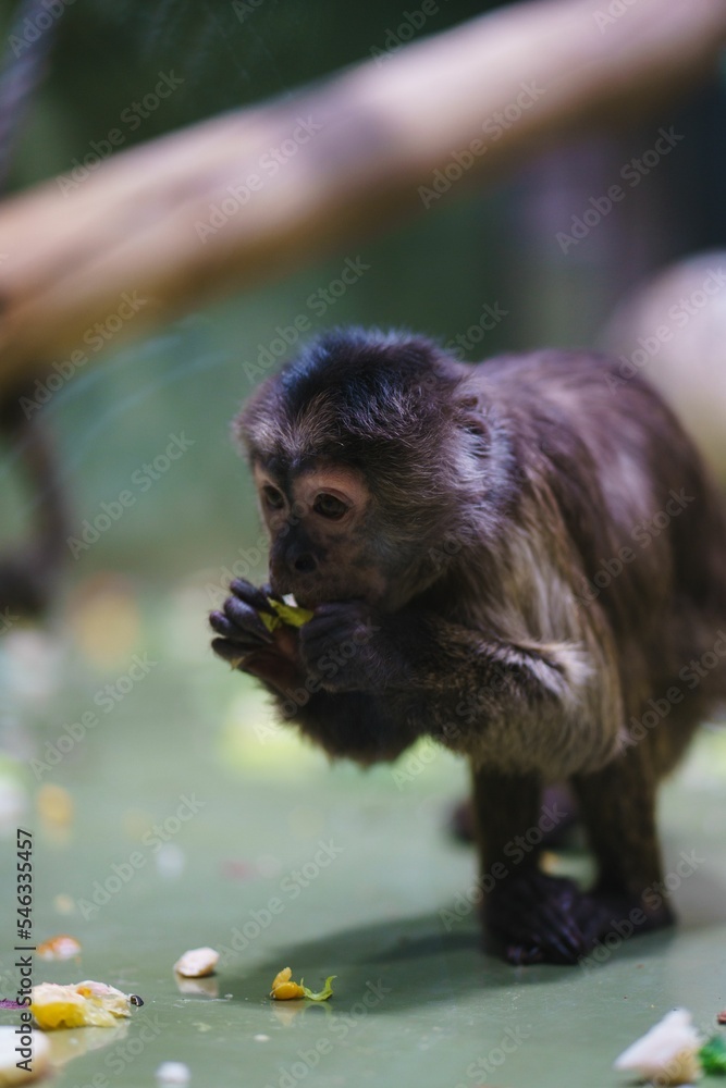 Vertical shot of a Wedge-capped capuchin (Cebus olivaceus) in a zoo ...