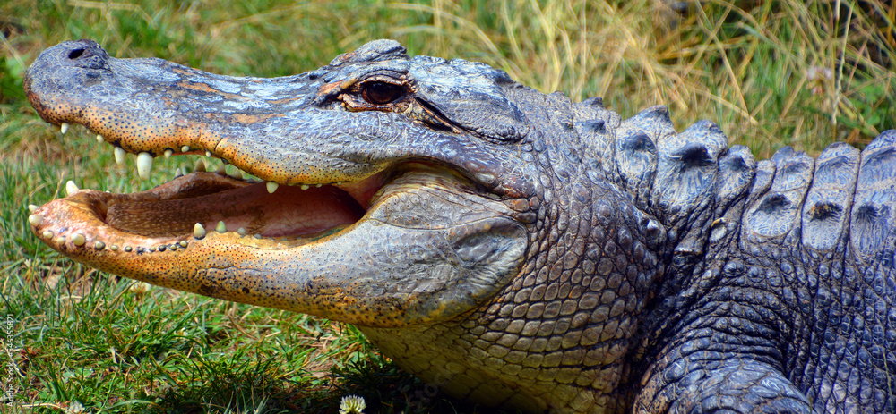 An alligator is a crocodilian in the genus Alligator of the family ...