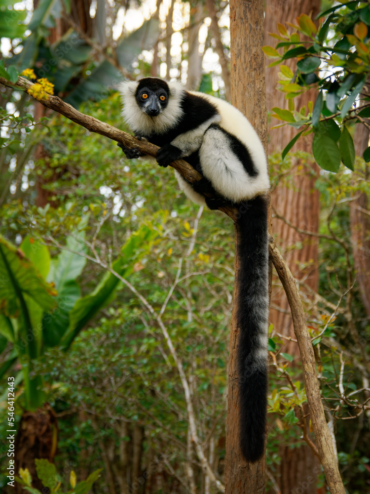 Black and White Ruffed Lemur - Varecia variegata endangered species of ...
