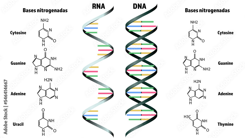 RNA and DNA structure on white background. Illustration Stock Photo ...