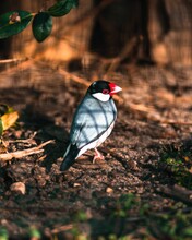 Chubby Round Sparrow Bird Free Stock Photo - Public Domain Pictures