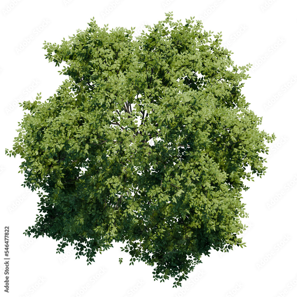 tree top view png high resuliton pack Stock Illustration | Adobe Stock