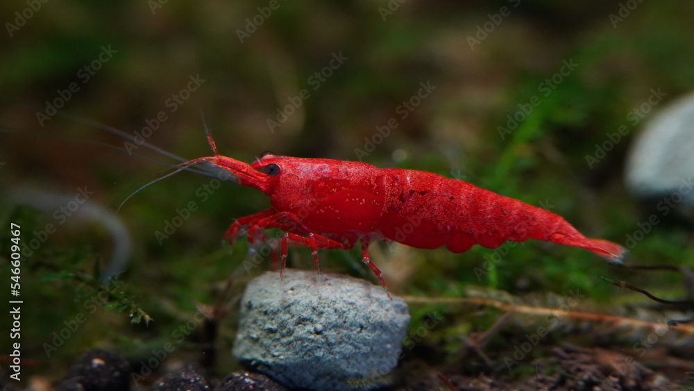 Le Neocaridina heteropoda rouge, communément appelé "crevette Red ...