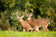 Two White-tail Deer Free Stock Photo - Public Domain Pictures