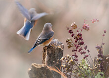 Two Robins Birds Free Stock Photo - Public Domain Pictures