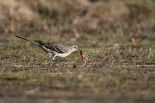 Mockingbird On Ground Close-up Free Stock Photo - Public Domain Pictures