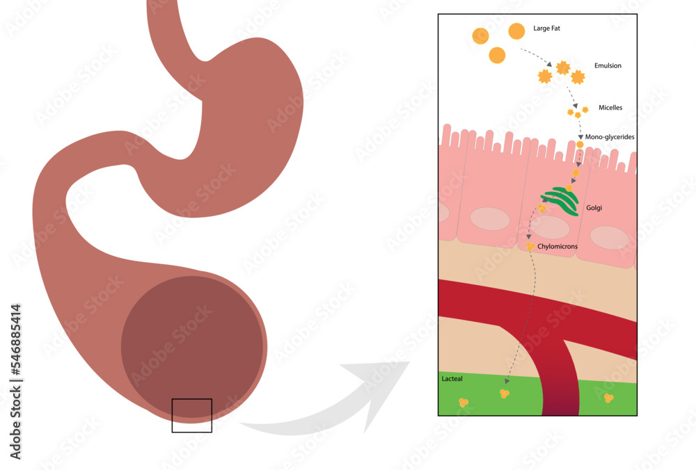 Lipid absorption in the small intestine illustration. Stock Vector ...