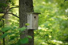 Bird House In Tree Free Stock Photo - Public Domain Pictures
