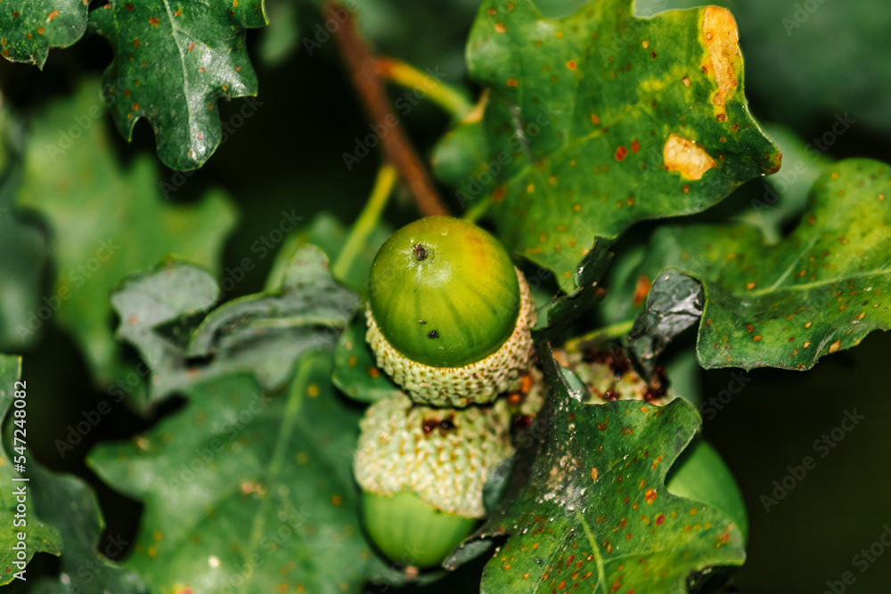 Quercus petraea(binomial name) sessile oak, Cornish oak, Irish Oak or ...