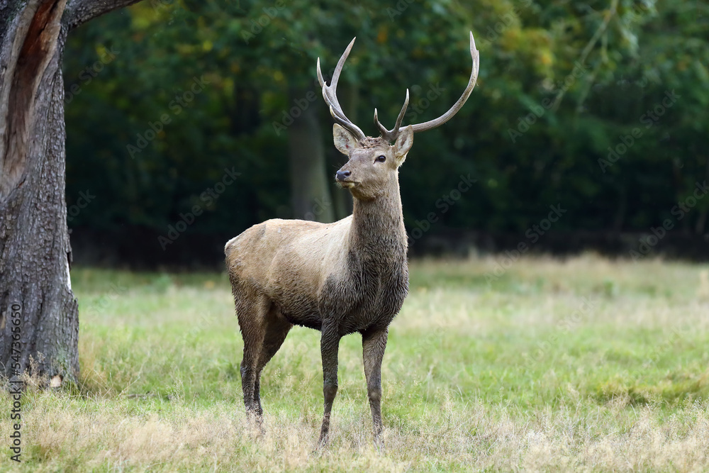 The big male of Bactrian deer (Cervus elaphus bactrianus), detail of ...