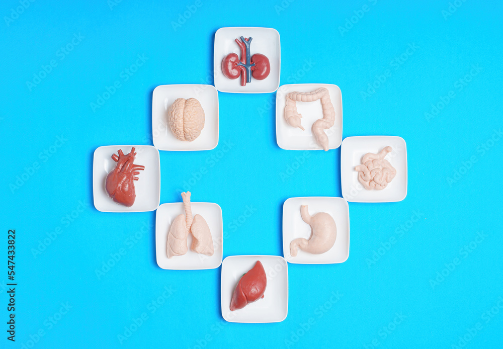 Cross shape made from toy human body organs Stock Photo | Adobe Stock