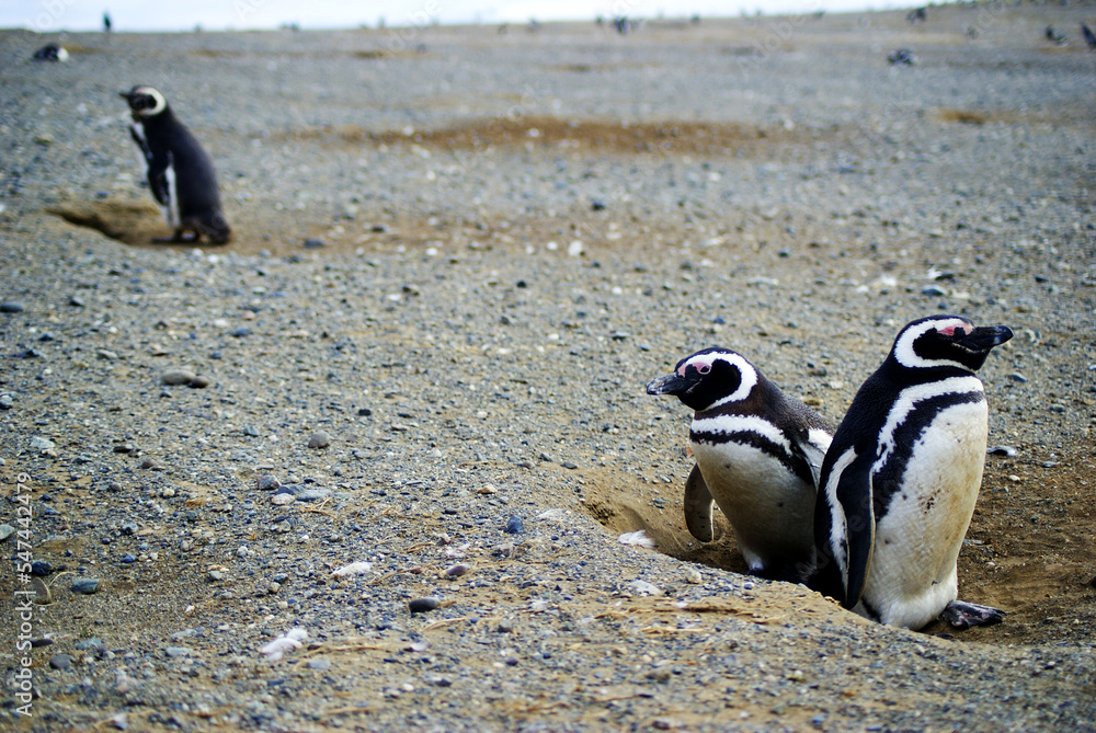 Sailing from Punta Arena to Isla Magdalena (Chile, Patagonia) you can ...