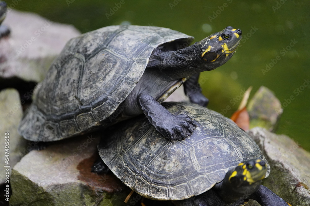 Tortoise (Chelonoidis denticulata) is one of two species of tortoise or ...