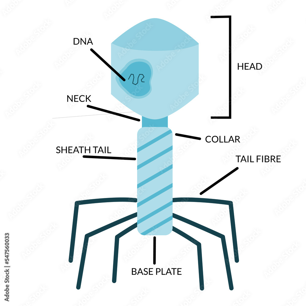 Structure and anatomy of a bacteriophage. Labeled with head, DNA, tail ...