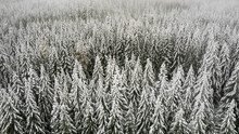 Snow Dusted Fallen Tree Free Stock Photo - Public Domain Pictures