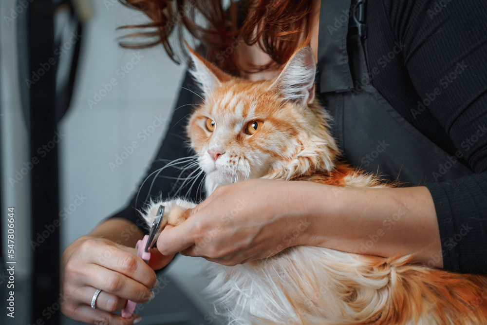 red Maine Coon cat in the hands of a groomer, cutting claws の Stock フォト ...