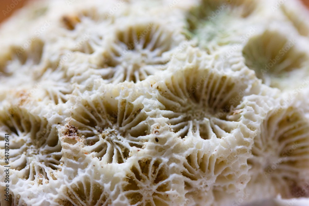 Dead white coral reef background, structure and texture. Underwater ...