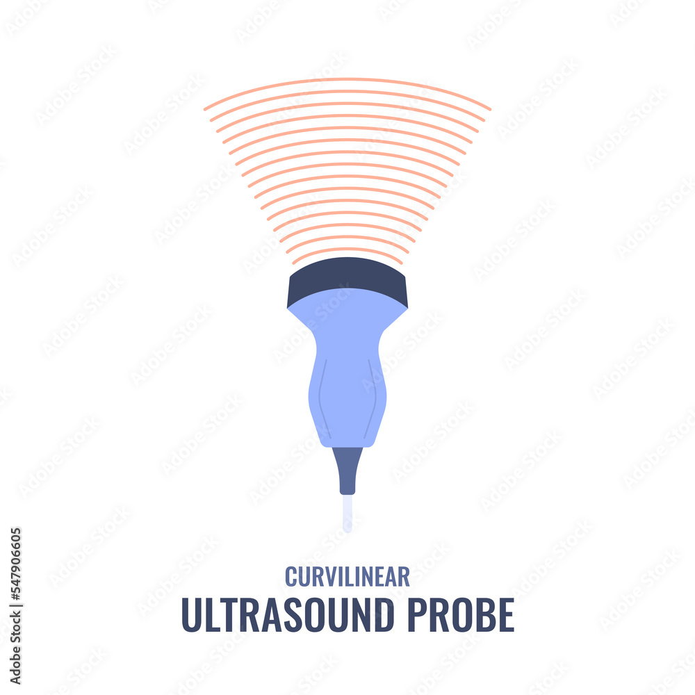 Curvilinear ultrasound probe diagram. Convex array transducer for ...