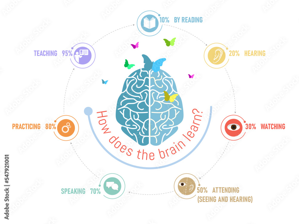 Vector de Stock How does the brain learn? What percentage does the ...