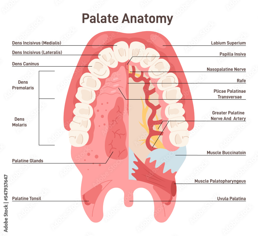 Palate anatomy. Human oral cavity. Inferior surface of upper jaw structure Stock Vector | Adobe ...