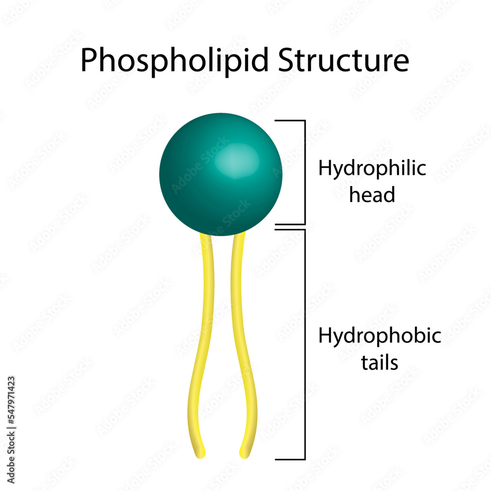 Phospholipid Molecule Structure. Hydrophilic Head which is a polar head ...