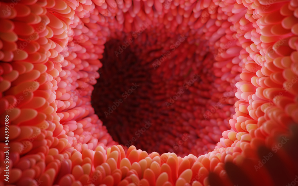 Ilustración de Stock Model of the small intestine in the human body ...