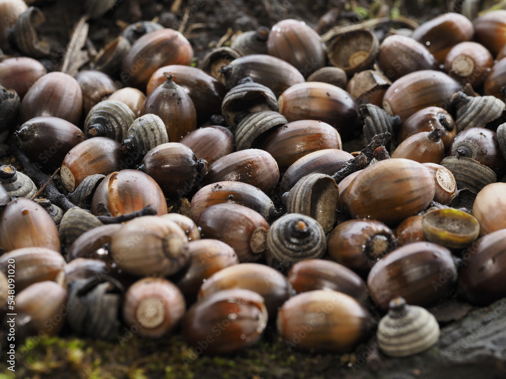 Tokyo,Japan - November 20, 2022: Acorns of White oak or Chinese ...
