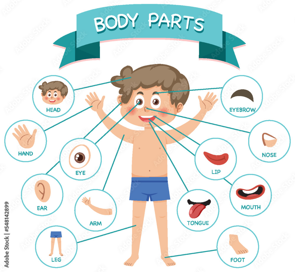 Body parts with vocabulary Stock Vector | Adobe Stock