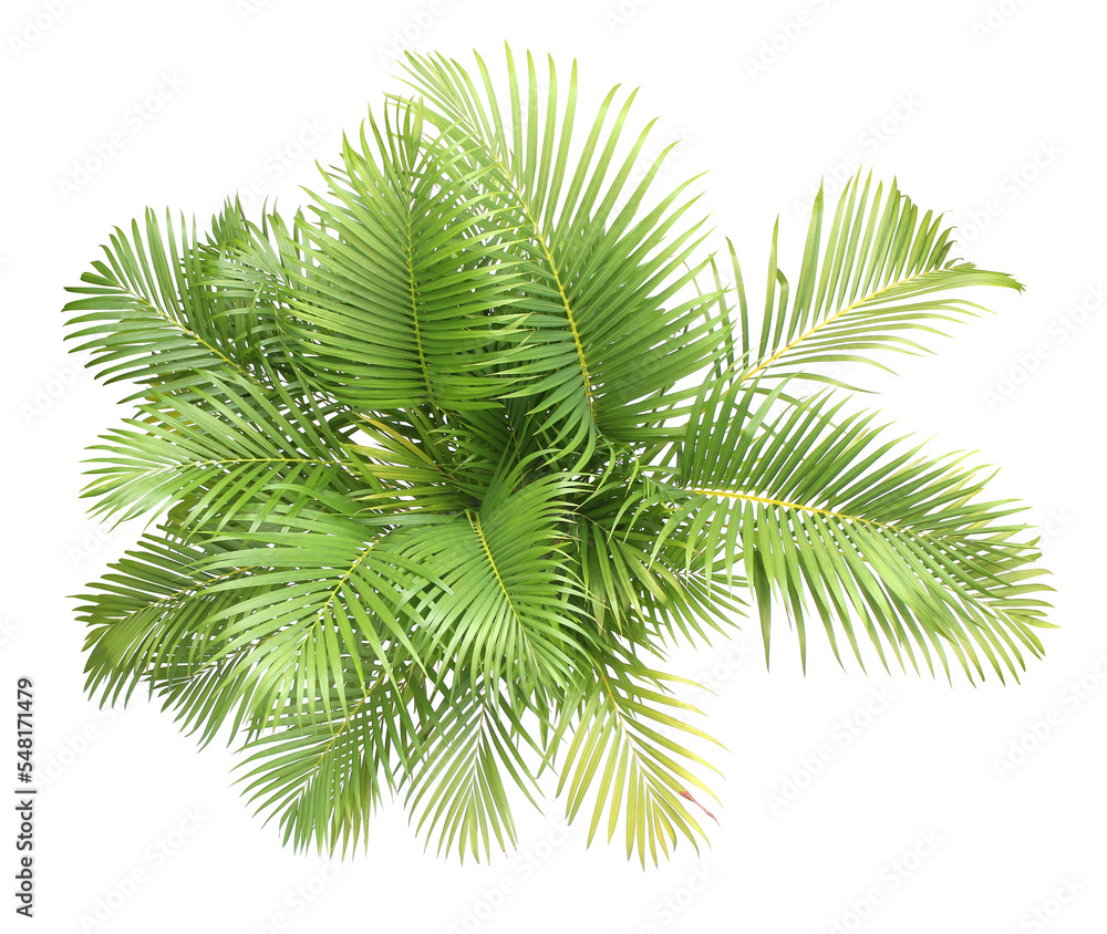 top view palm leaves tree isolated on transparent background png file ...