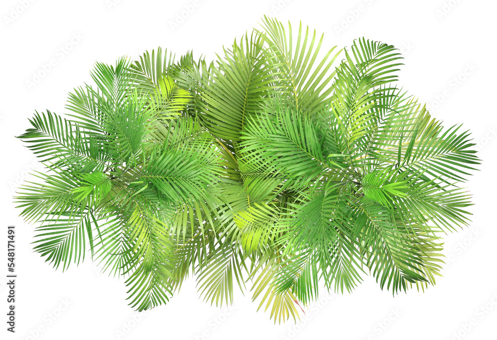 top view palm leaves tree isolated on transparent background png file ...