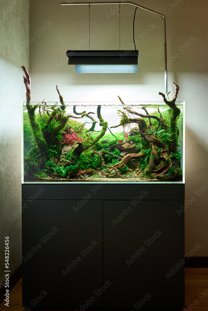 Beautiful freshwater aquascape with live aquarium plants, Frodo stones ...