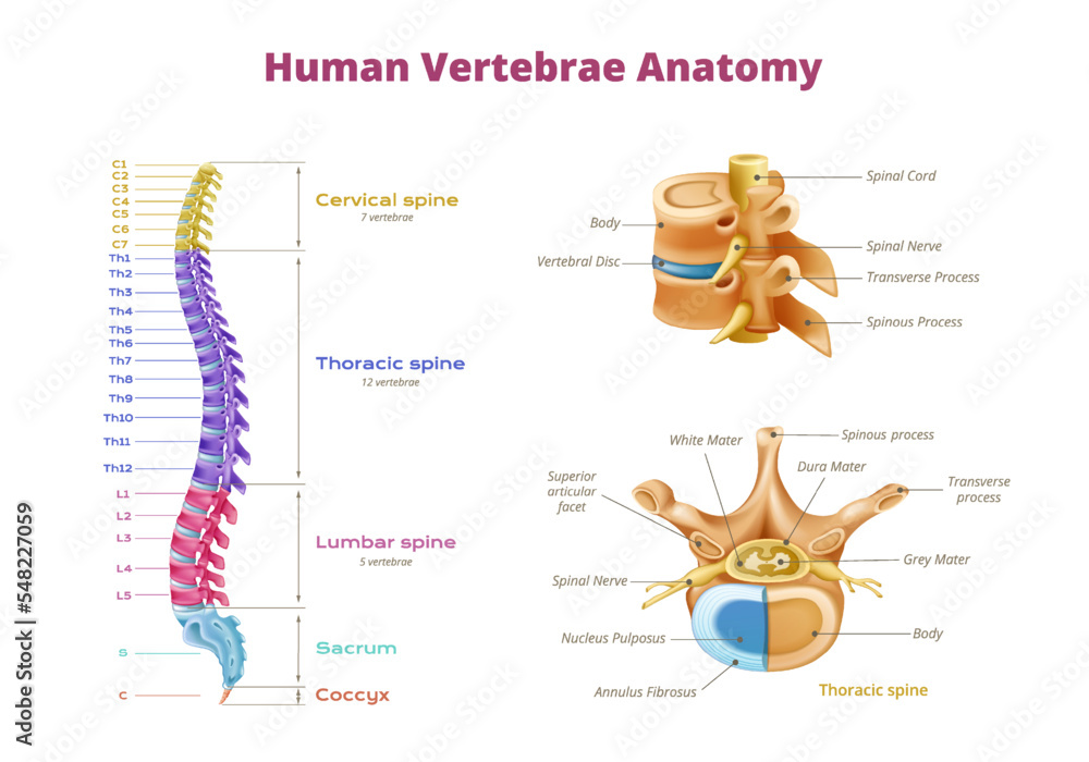 Human Vertebrae Diagram Infographics Stock Vector | Adobe Stock