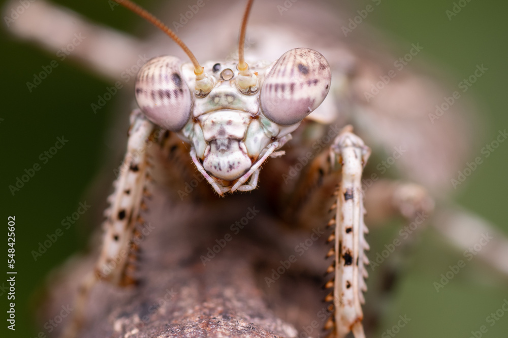 Photo Stock Mantis from family Sphondromantis (probably Spondromantis ...