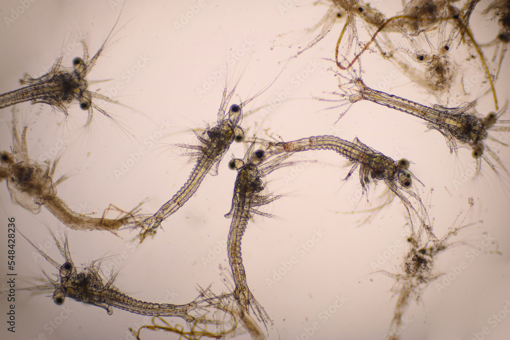 ภาพถ่าย Stock Shrimp, Zoea stage with dead shrimp of Vannamei shrimp in ...