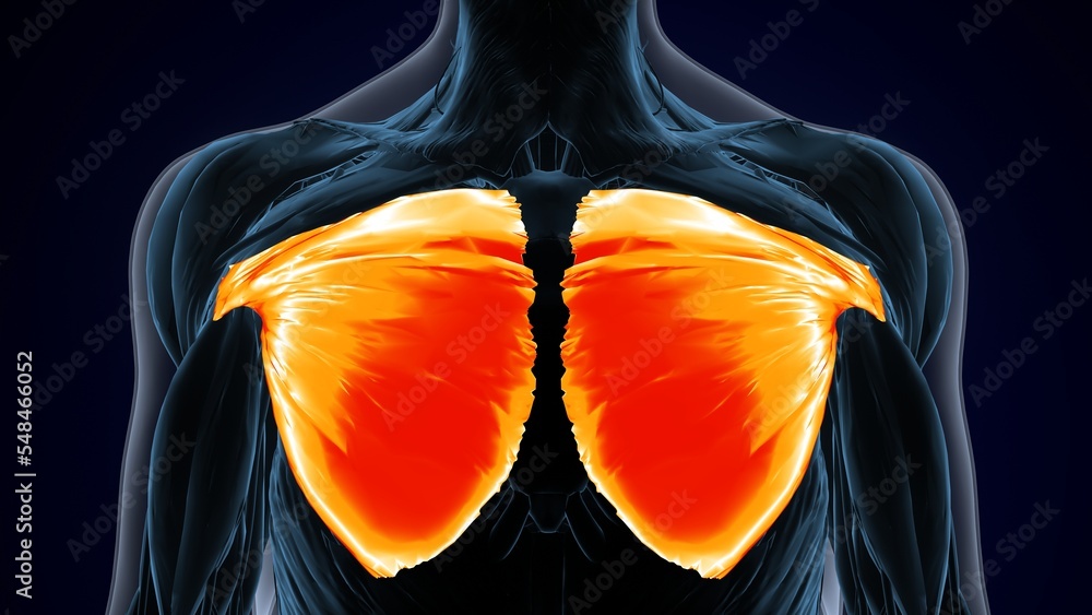 3D illustration of Pectoralis Major, Part of Muscle Anatomy. Stock ...