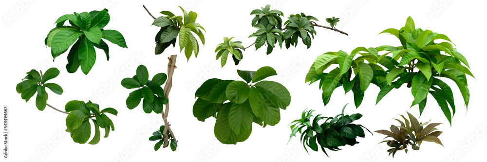 Plant leaves Green nature Tropical forest isolated on transparent ...