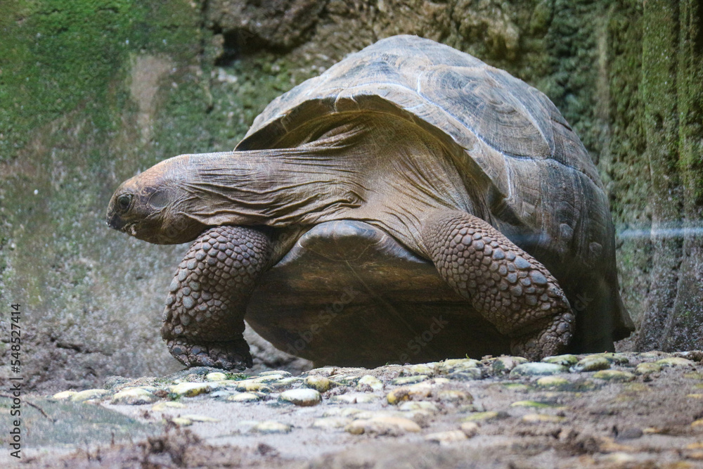 The Aldabra giant tortoise or Aldabrachelys gigantea is one of the ...