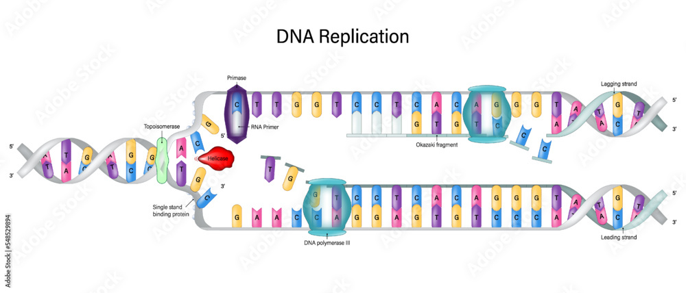 DNA Replication diagram. DNA Polymerase enzyme syntheses. Synthesis of leading strand and ...