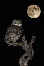 Owl Branches Full Moon Clipart Free Stock Photo - Public Domain Pictures