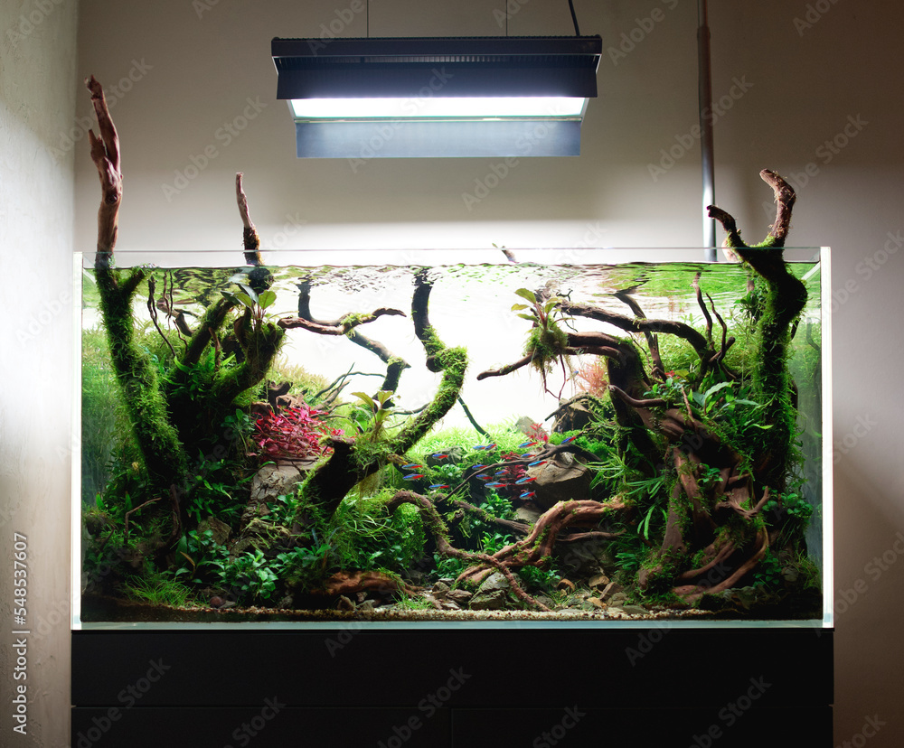 Beautiful freshwater aquascape with live aquarium plants, Frodo stones ...