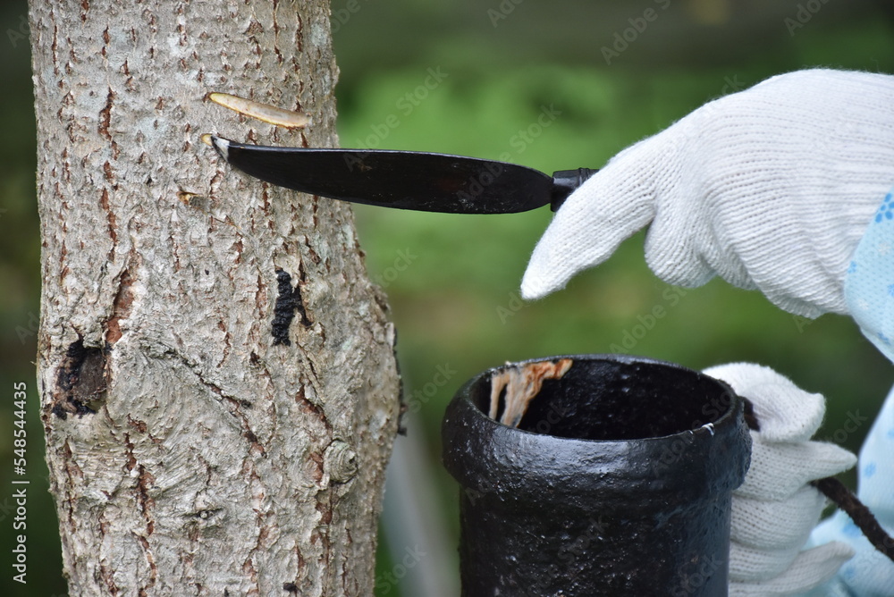 Tapping Japanese lacquer urushi trees (Toxicodendron vernicifluum) in ...