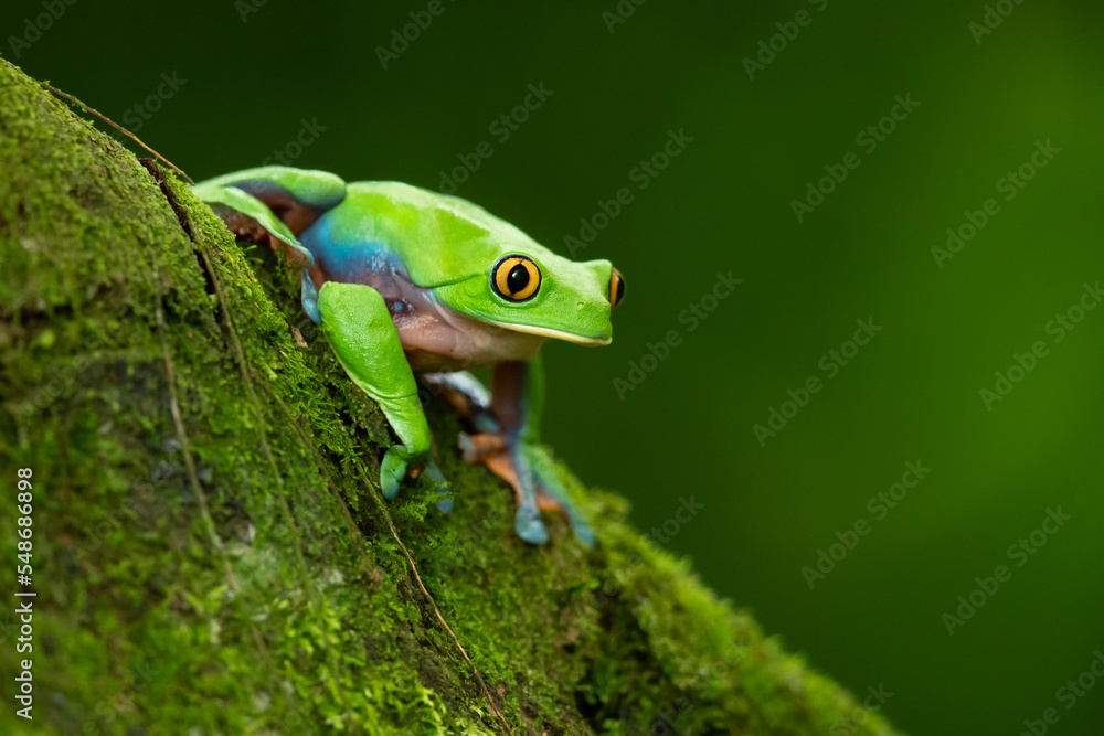 Blue-sided leaf frog (Agalychnis annae), also known as the orange-eyed ...