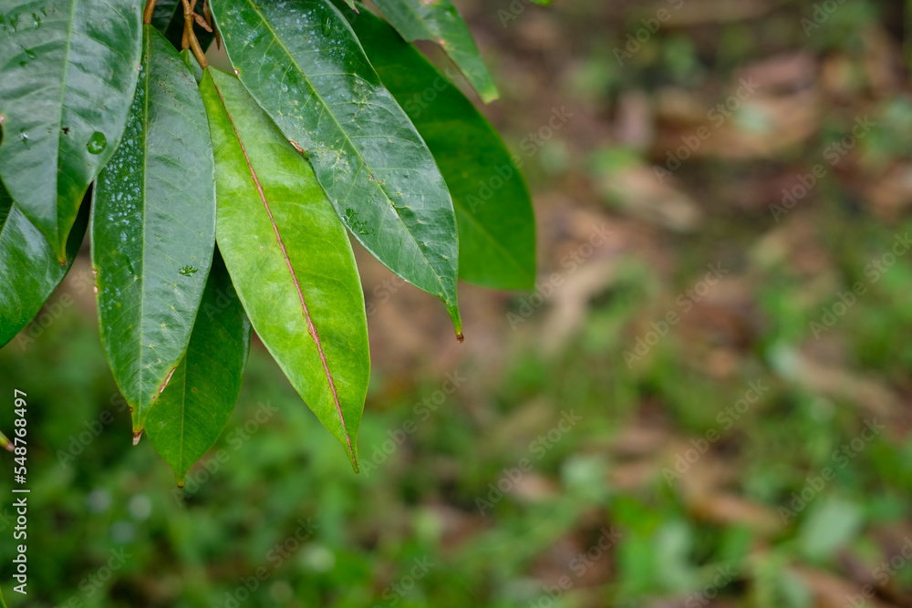 Durian leaf is a fungal disease. Stock Photo | Adobe Stock