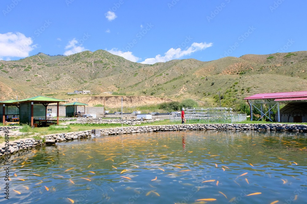 Trout farm. Breeding golden, rainbow species. Fish farming in ...