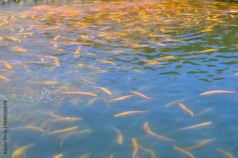 Trout farm. Breeding golden, rainbow species. Fish farming in ...