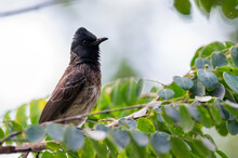 White Vented Bulbul Free Stock Photo - Public Domain Pictures