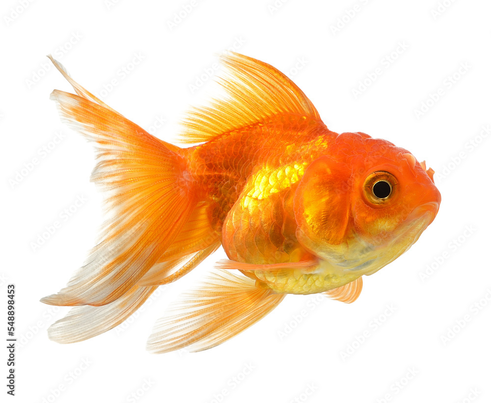 gold fish isolated on transparent png Stock Photo | Adobe Stock