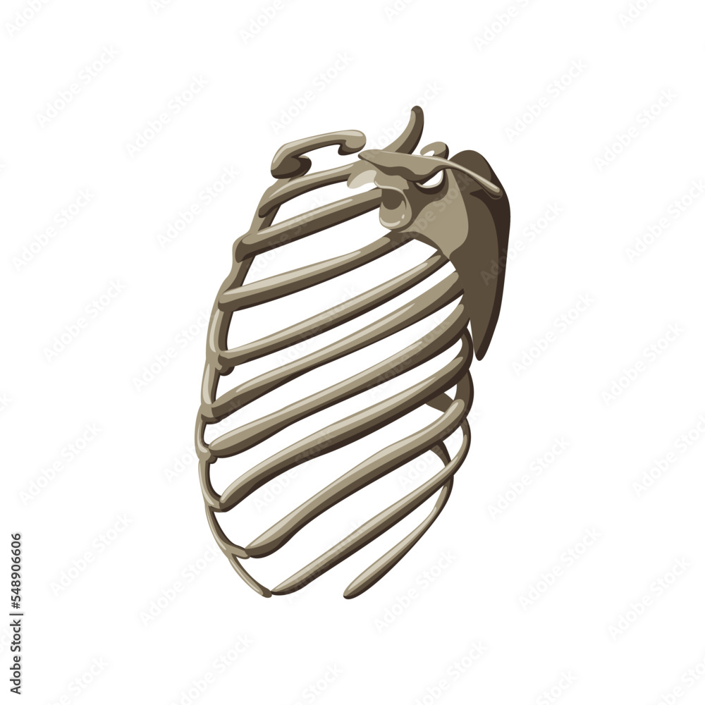 Realistic human skeleton rib cage side profile illustration. Side view ...