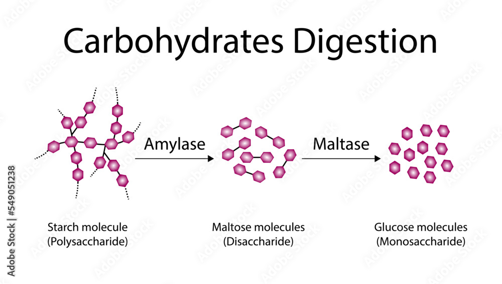 Carbohydrates Digestion. Amylase and Maltase Enzymes catalyze ...